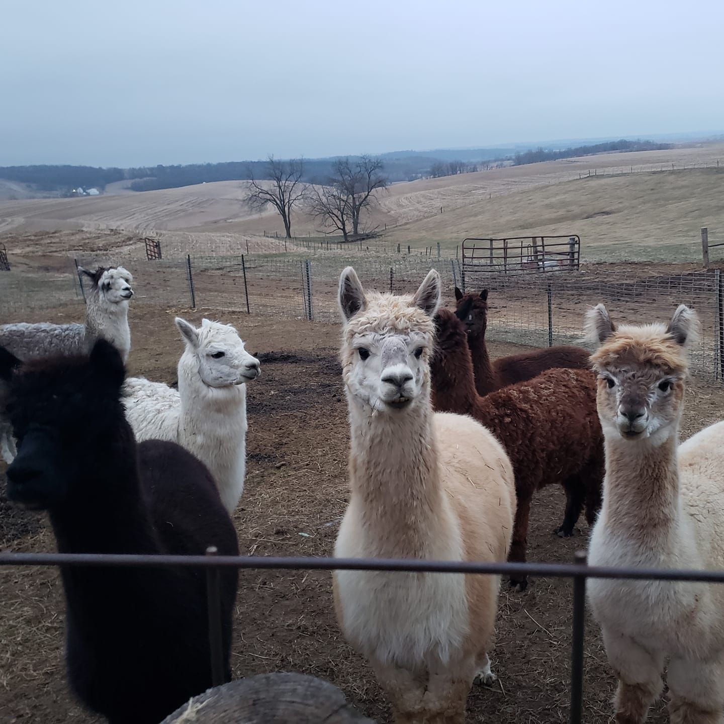 Meadow Ridge Alpacas | Village of Argyle